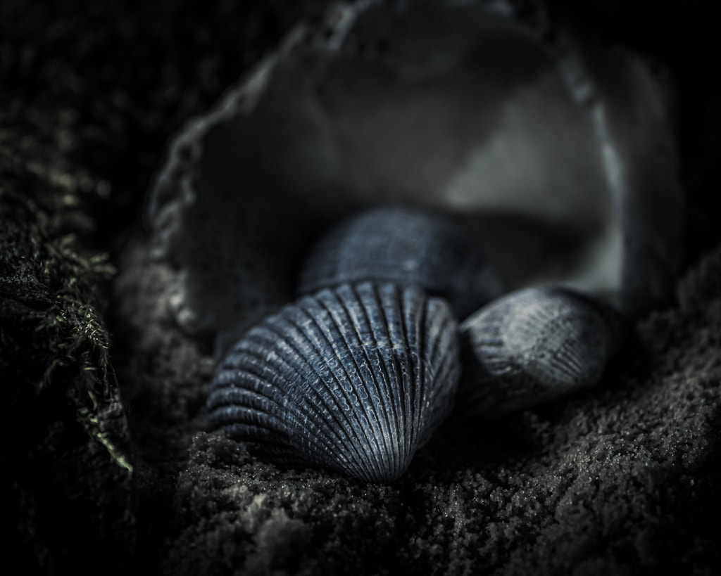 Selective focus by Toine van Steen / 500px