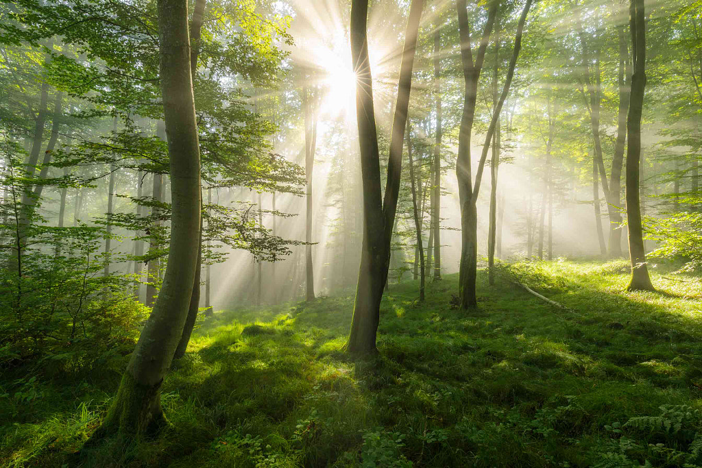 Beautiful sunrise in the forest by Daniel Föst / 500px