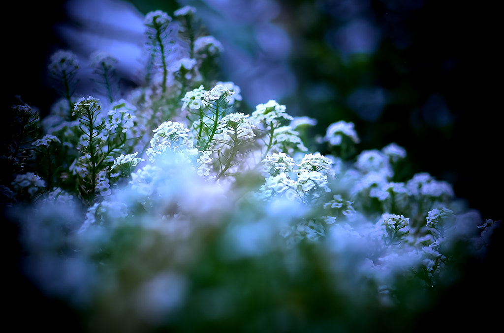 Flowers by Aki / 500px