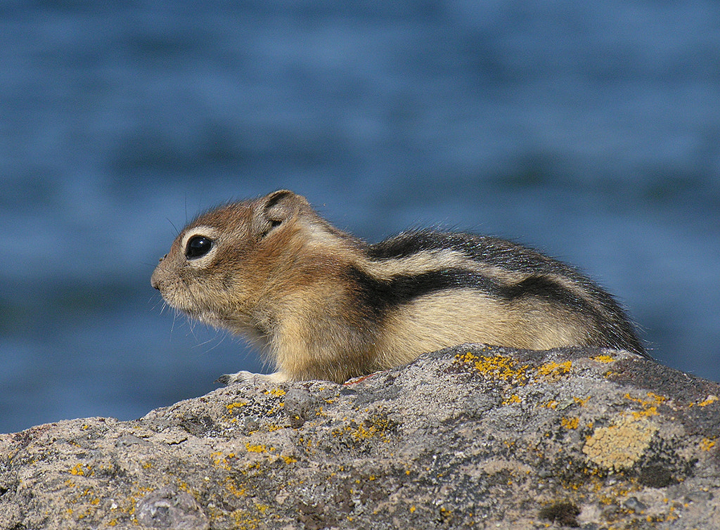 DSCN8926-chipmunk by HERMANN HUBER / 500px