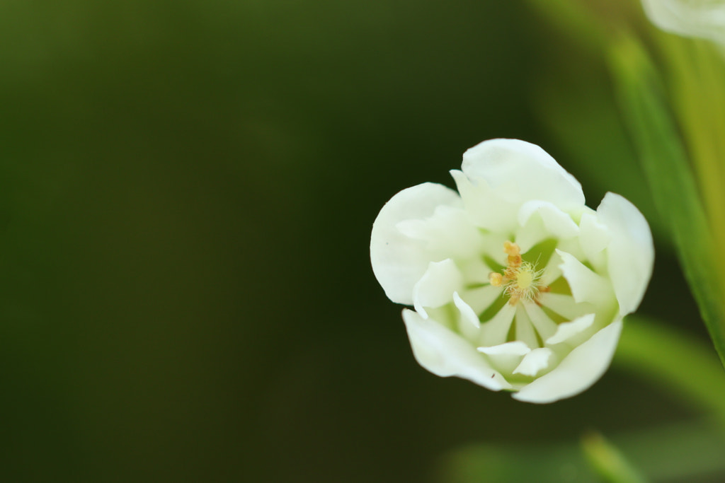 Freshness by Phillip Pendleton / 500px