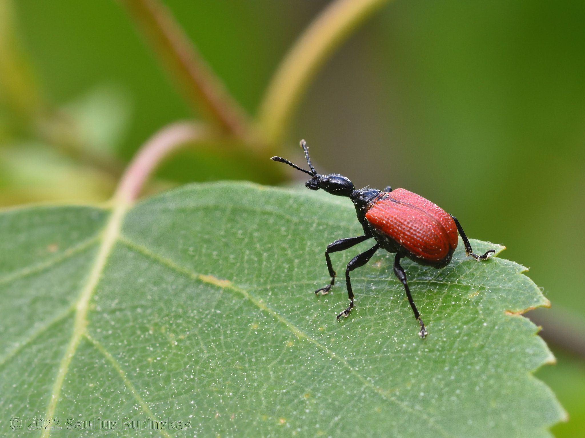 Hazel-leaf roller weevil by Saulius Burinskas / 500px