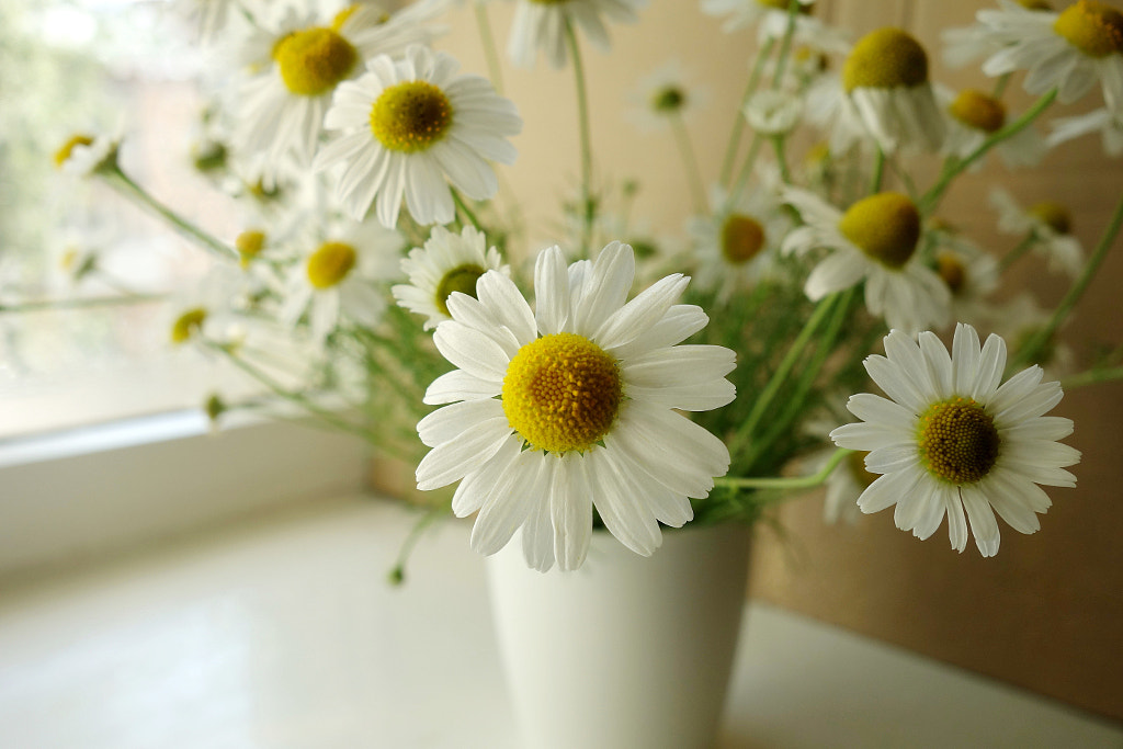 Ромашки by Flora / 500px