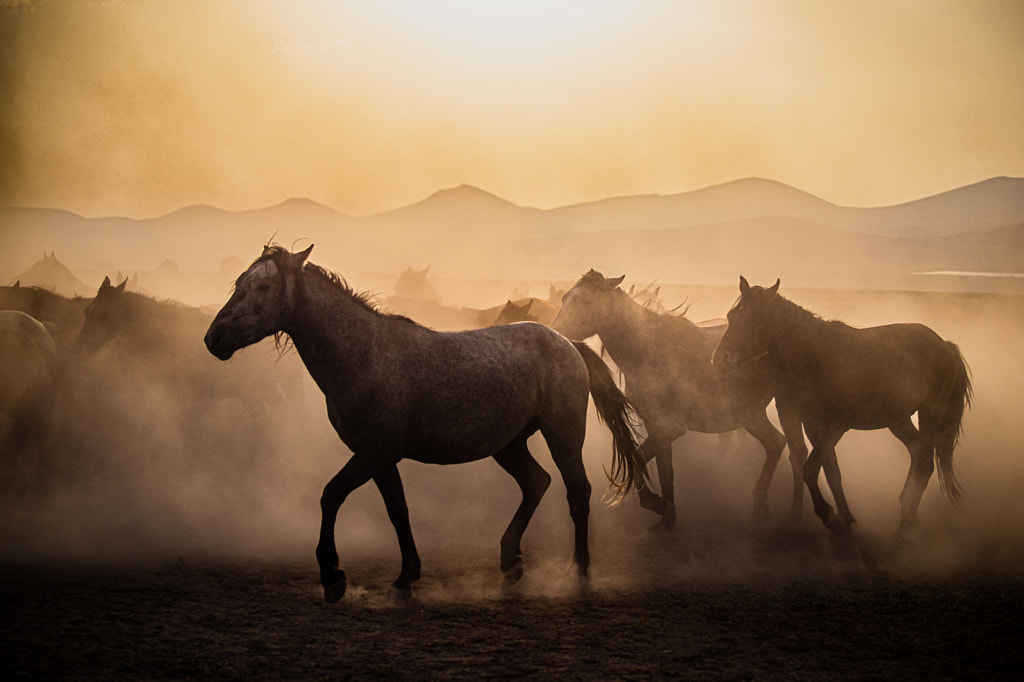 wild horses by Hakan Ozalp / 500px