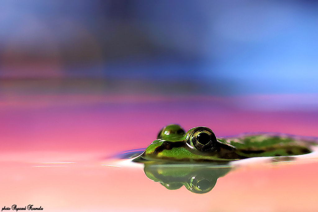 Eyes by Ryszard Kosmala / 500px