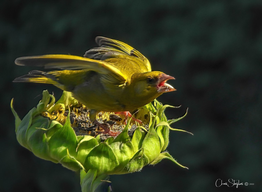 Angry Greenfinch by Chris Strijbos / 500px