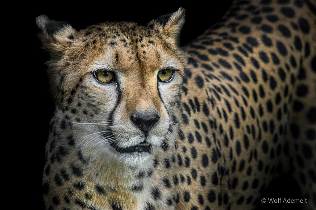 cheetah portrait by Wolf Ademeit / 500px