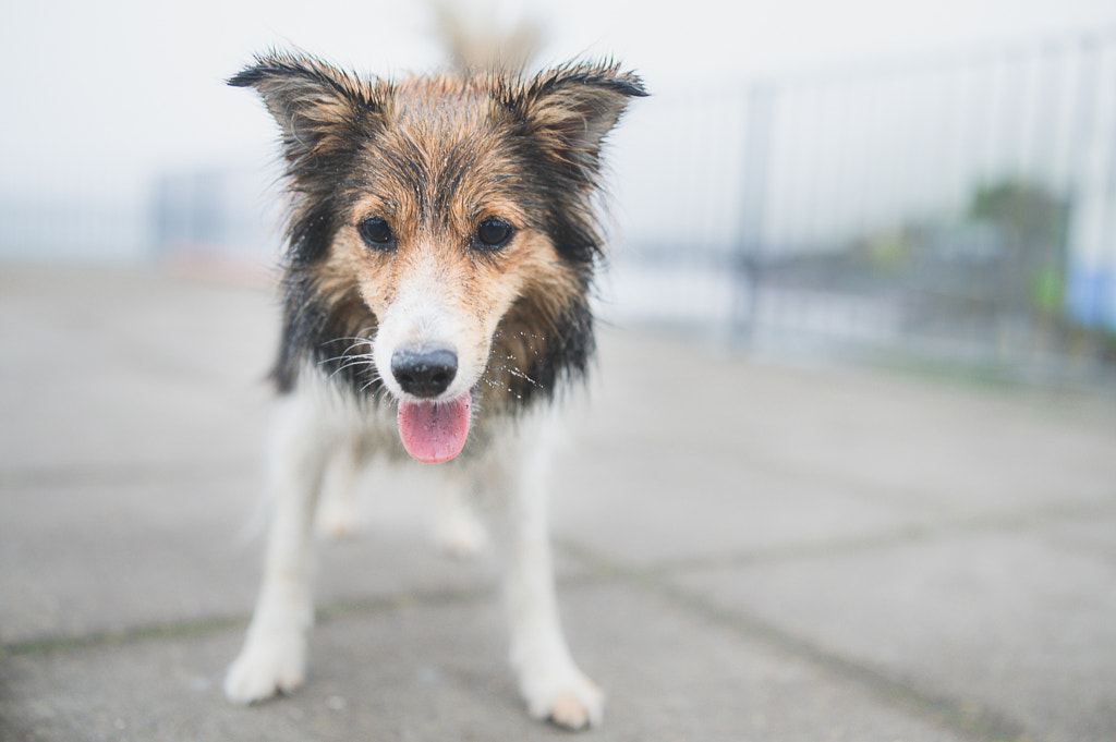 Dog on Syðrugøta Beach by james currie / 500px