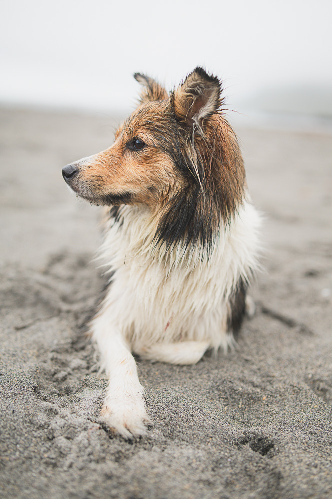 Dog on Syðrugøta Beach by james currie / 500px