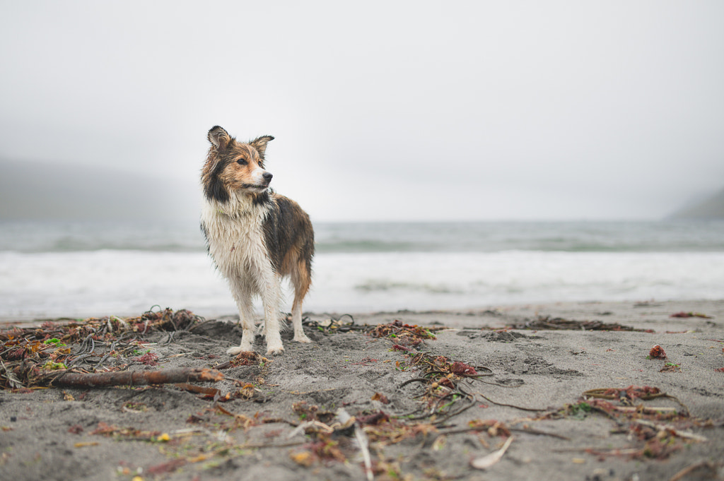 Dog on Syðrugøta Beach by james currie / 500px