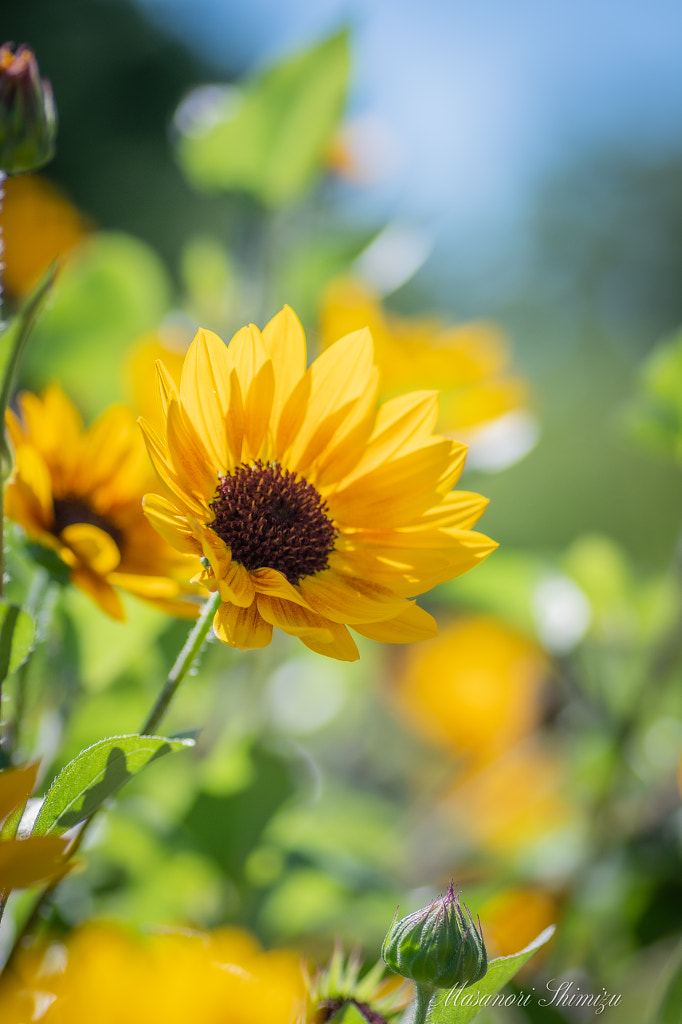 mini sun flower by Masanori Shimizu 🏁 / 500px