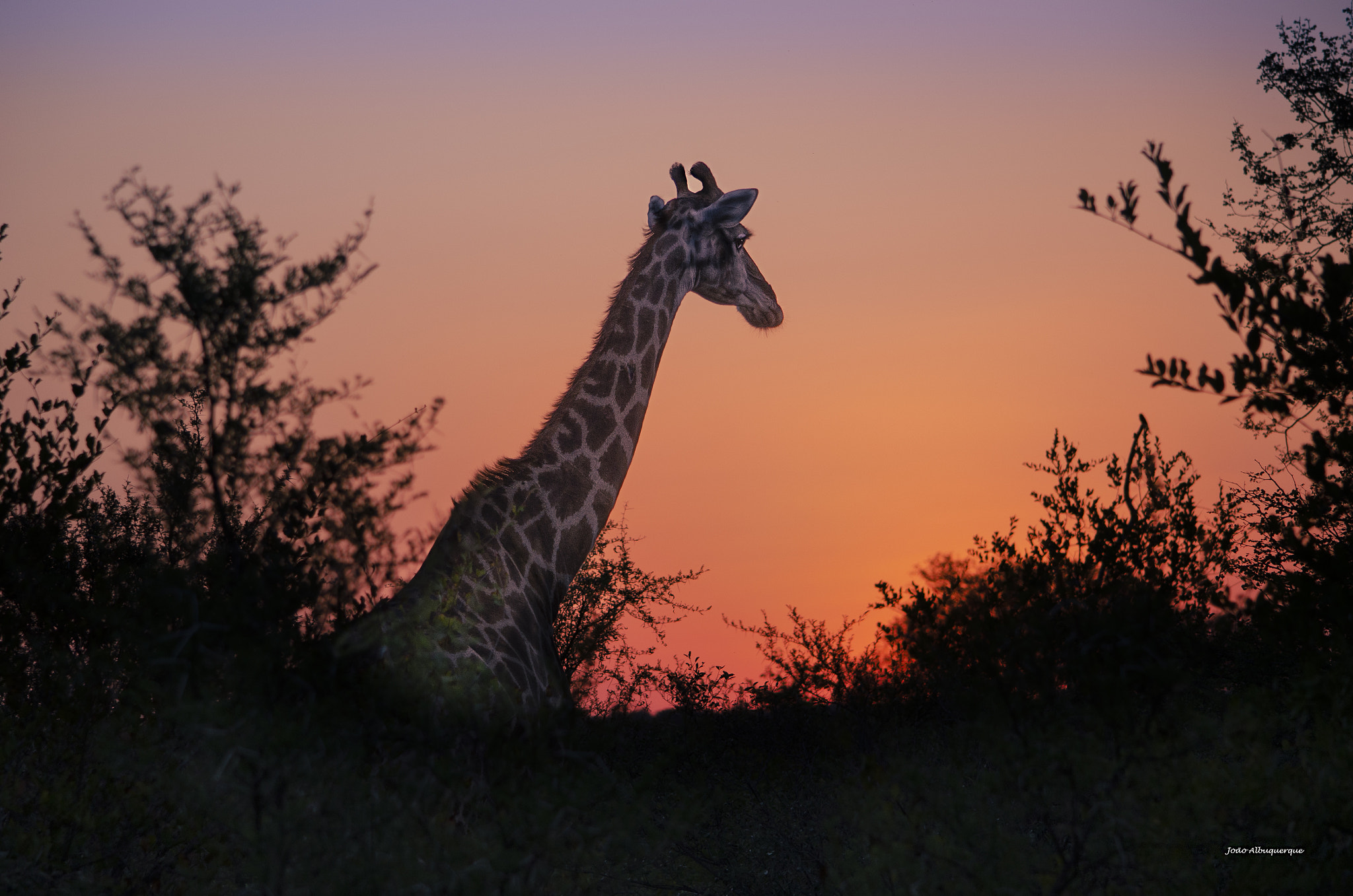 Giraffe At Sunset by João Albuquerque / 500px