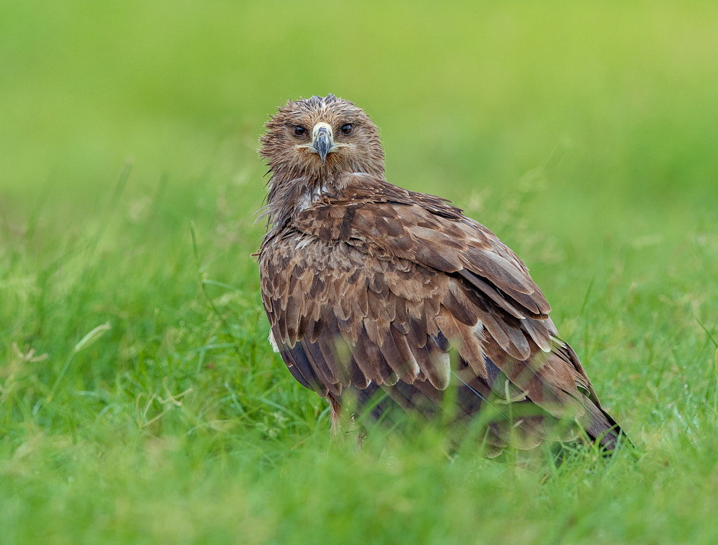 Tawny Eagle Photographed At Thar Desert India by Yash Darji / 500px Tawny Eagle Photographed At Thar Desert India by Yash Darji / 500px