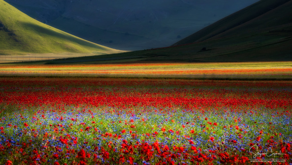 Springtime by Stefano Caporali / 500px