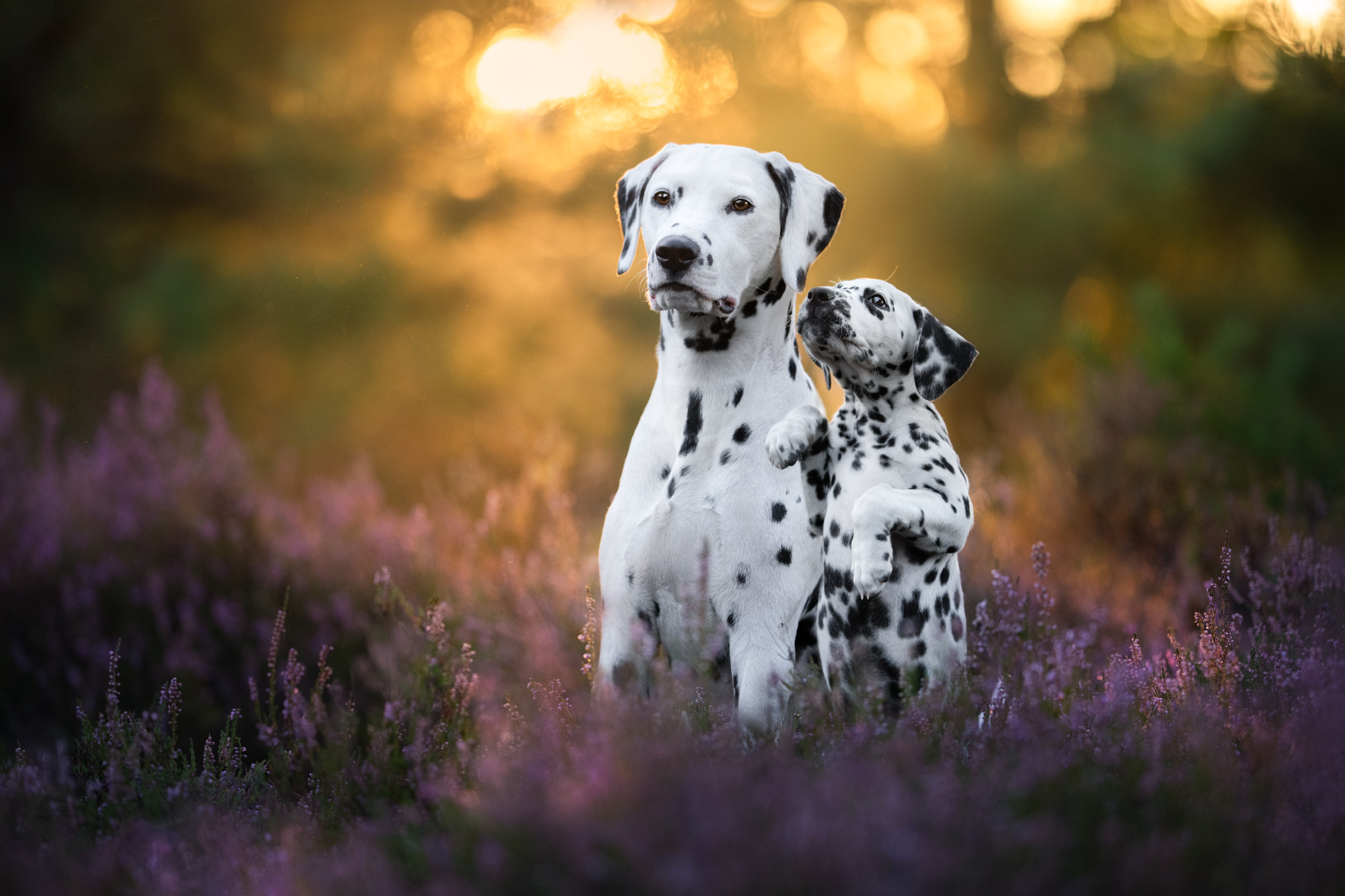 Dalmatian mother with her puppy by Iza Łysoń / 500px