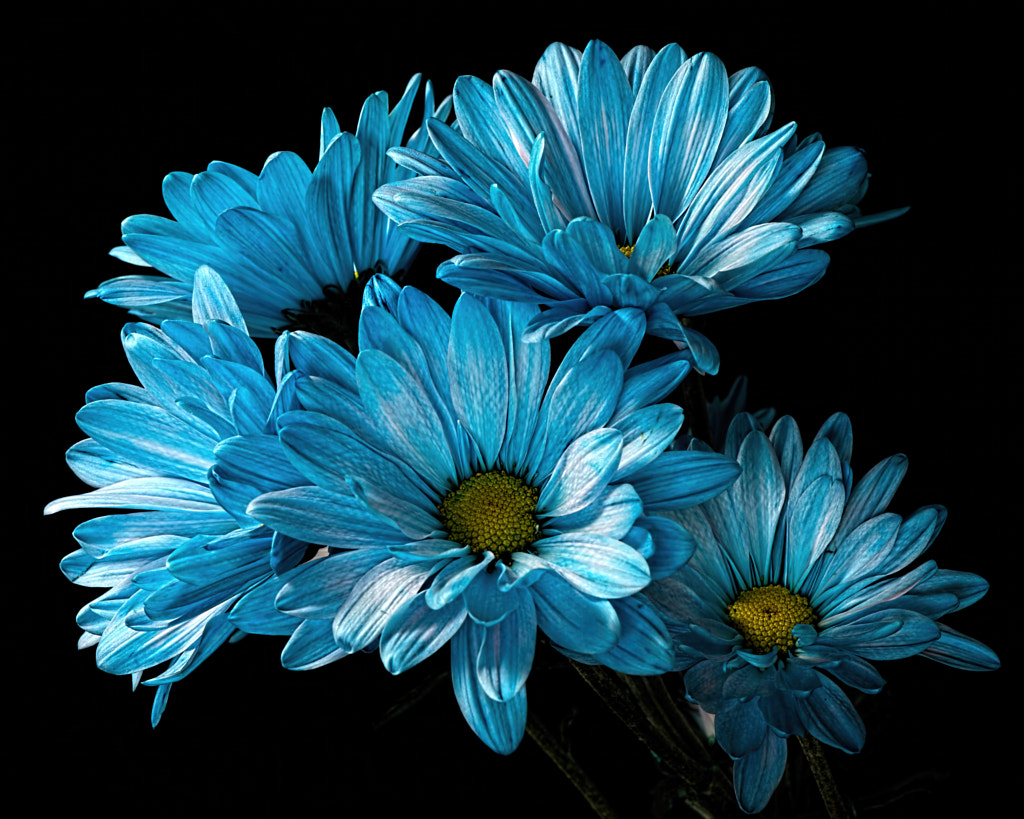 Blue Daisy Group 0908 by Thomas Jerger / 500px