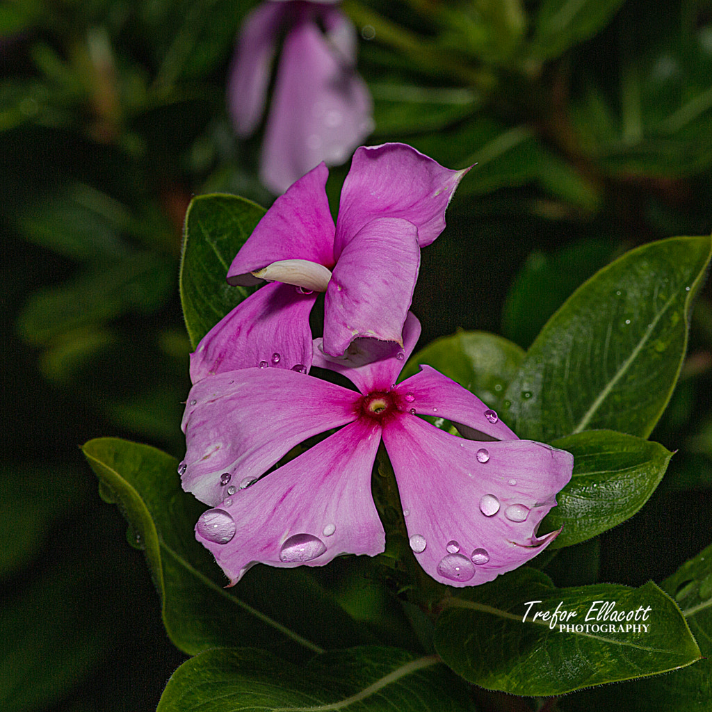Pink Periwinkle (Catharanthus roseus) 22_06 by Trefor Ellacott / 500px
