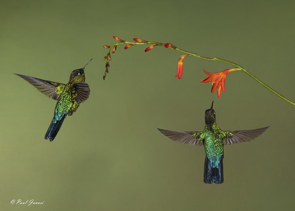 Fiery-throated hummingbird by Paul Janosi / 500px