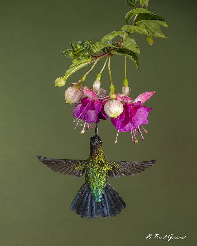 Fiery-throated Hummingbird by Paul Janosi / 500px