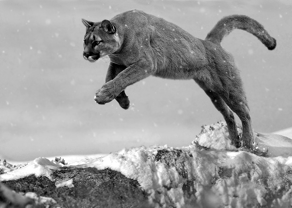 Puma by Ronald Coulter / 500px