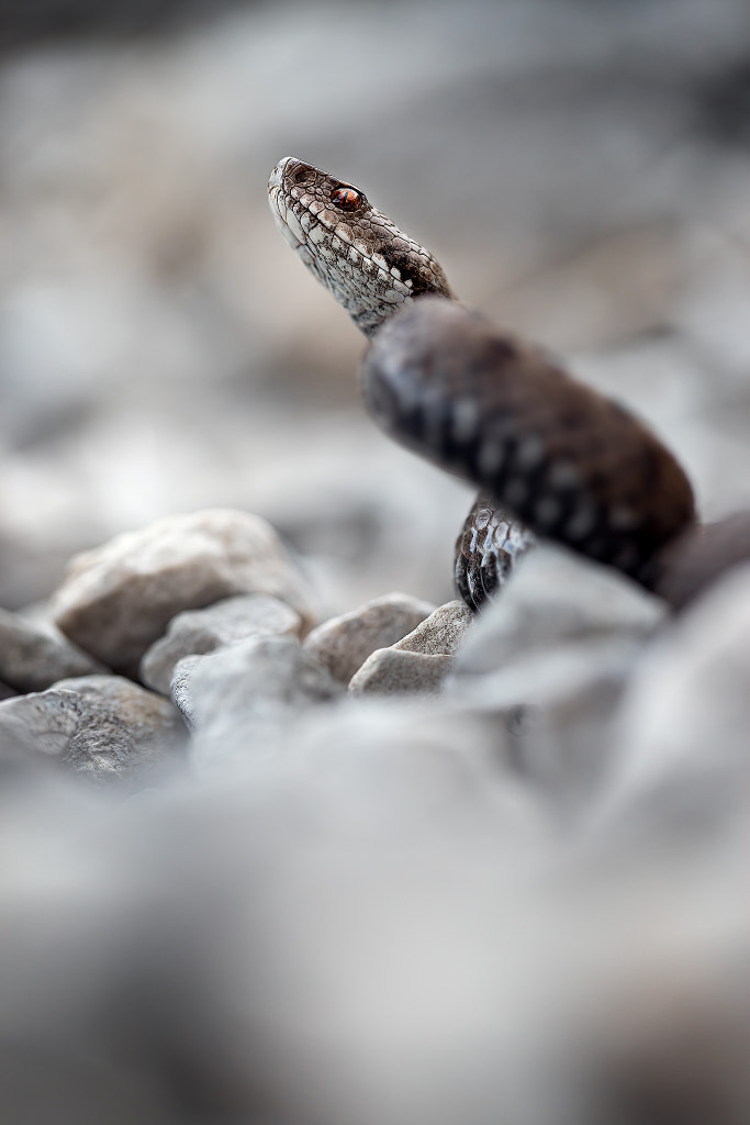 Berus by Dario Quattrin / 500px