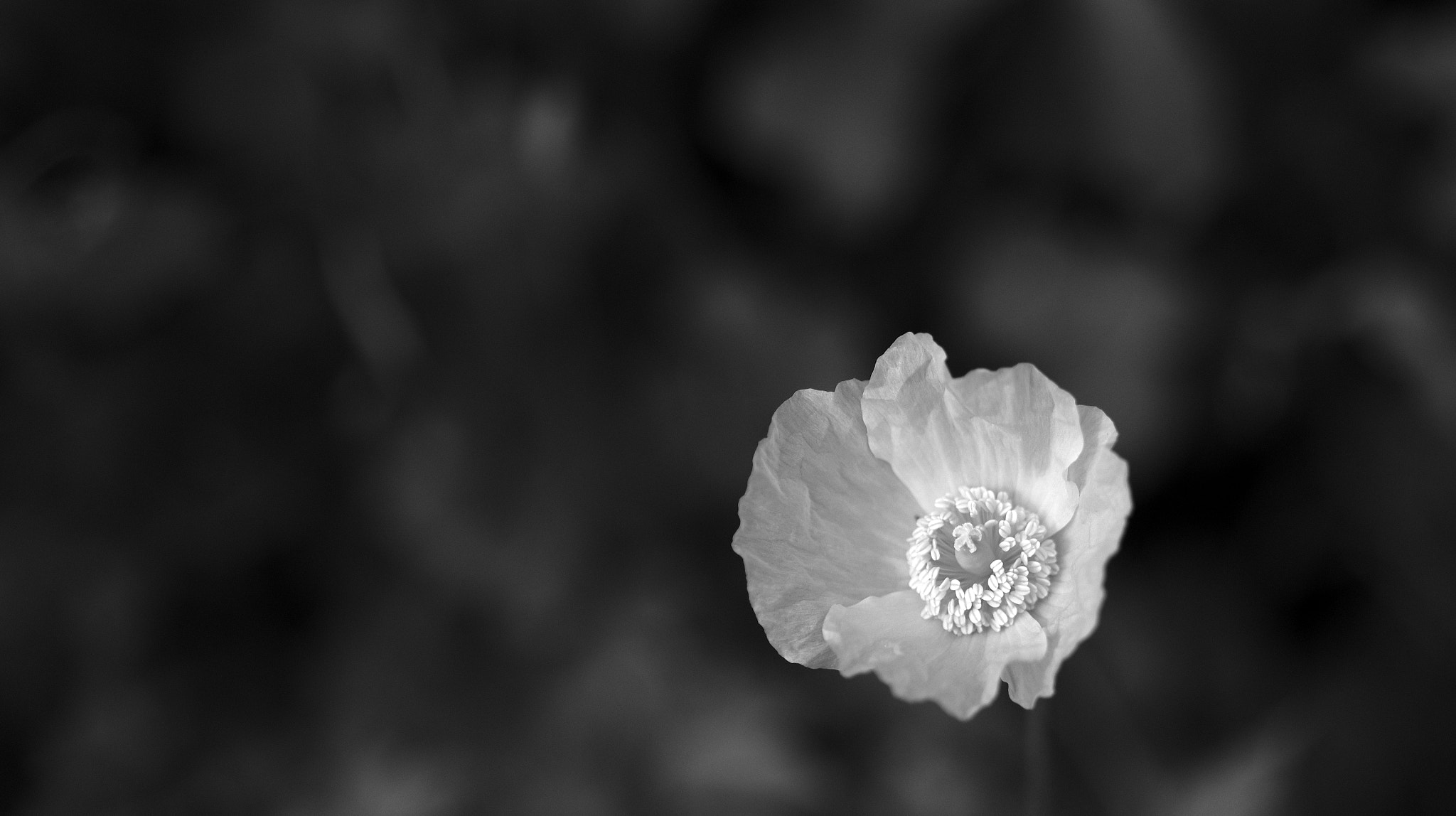 Small & intense by philippe ullens / 500px