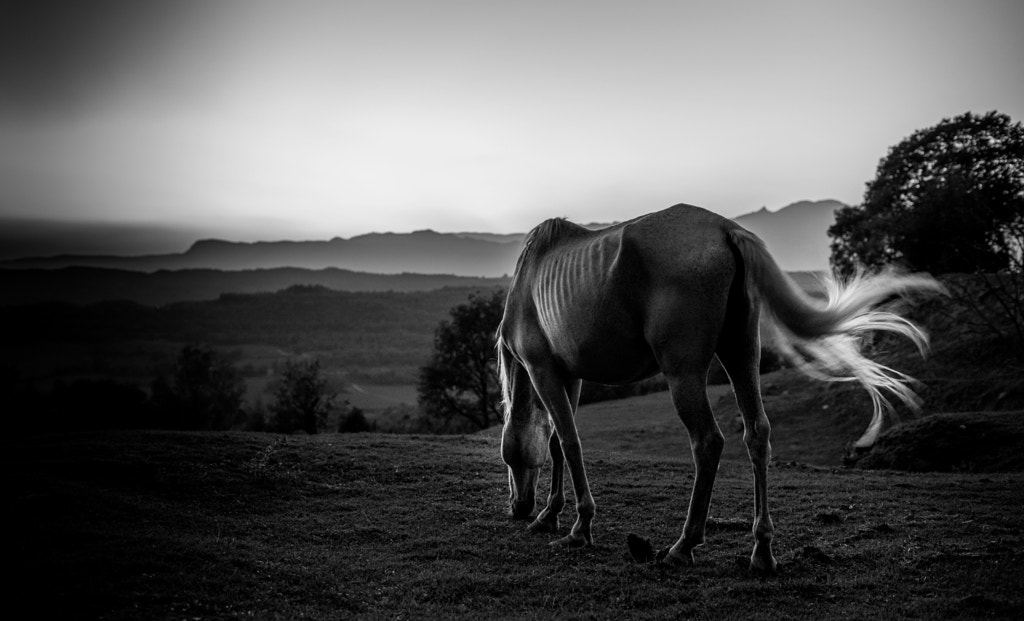 Black and white horse by Emanuel Bossio / 500px