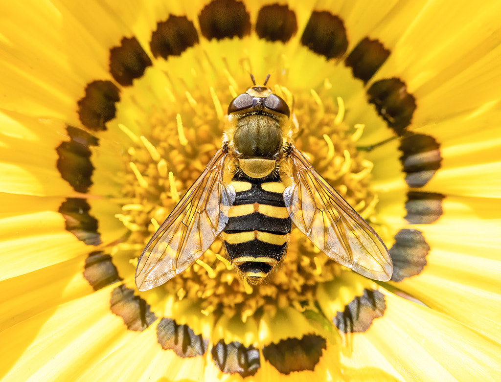 Syrphus sp female by Tony / 500px