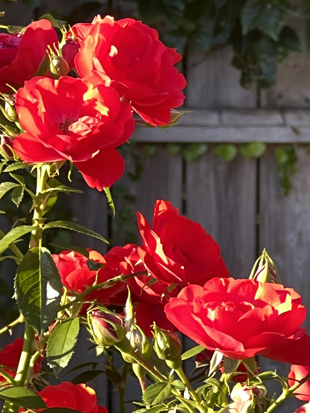 Showers of Red Roses by Karen C / 500px