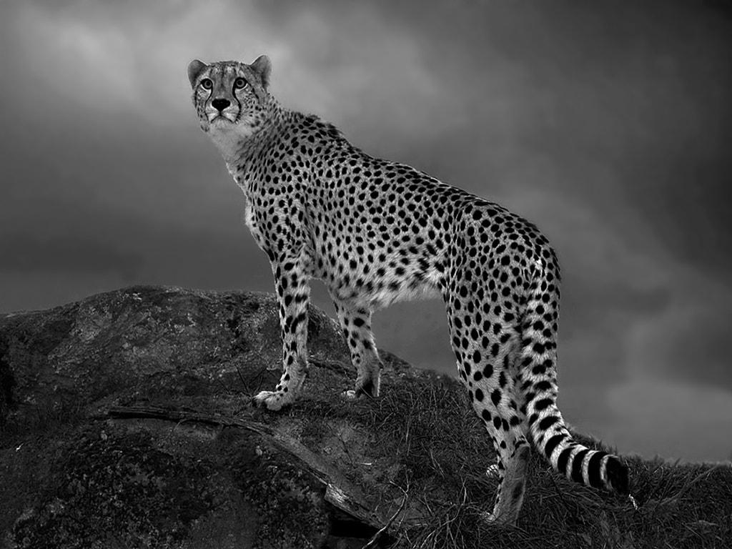 B&W Leopard by Ronald Coulter / 500px