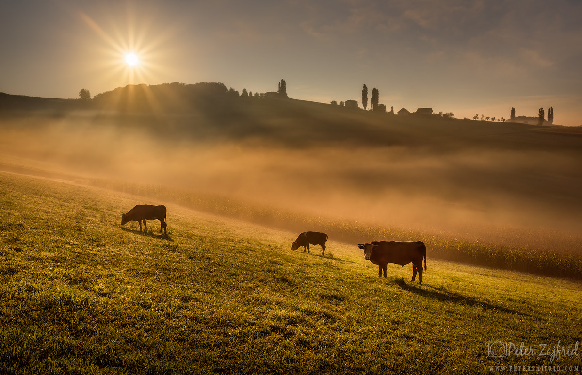 Sunrise pasture by Peter Zajfrid / 500px