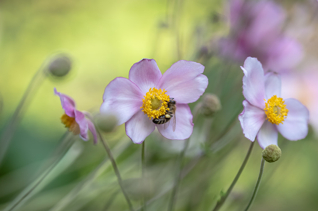 Close-up of purple flowering plant by edithnero / 500px