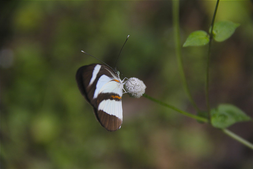 Observaciones dentro del bosque seco en un cerro verde de roca blanca ...