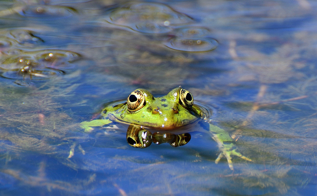 frog by Sultann / 500px