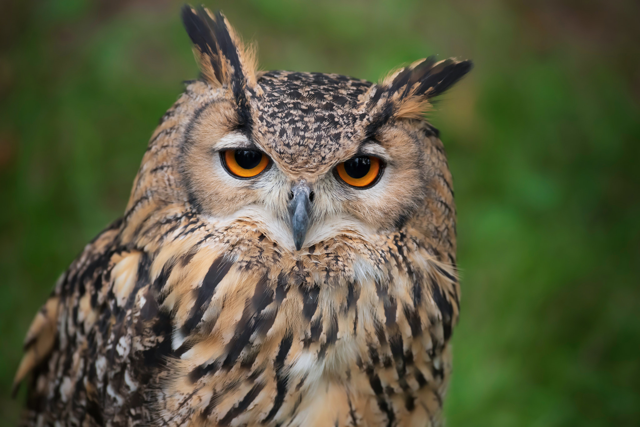Bubo bengalensis by Peter Orlický / 500px