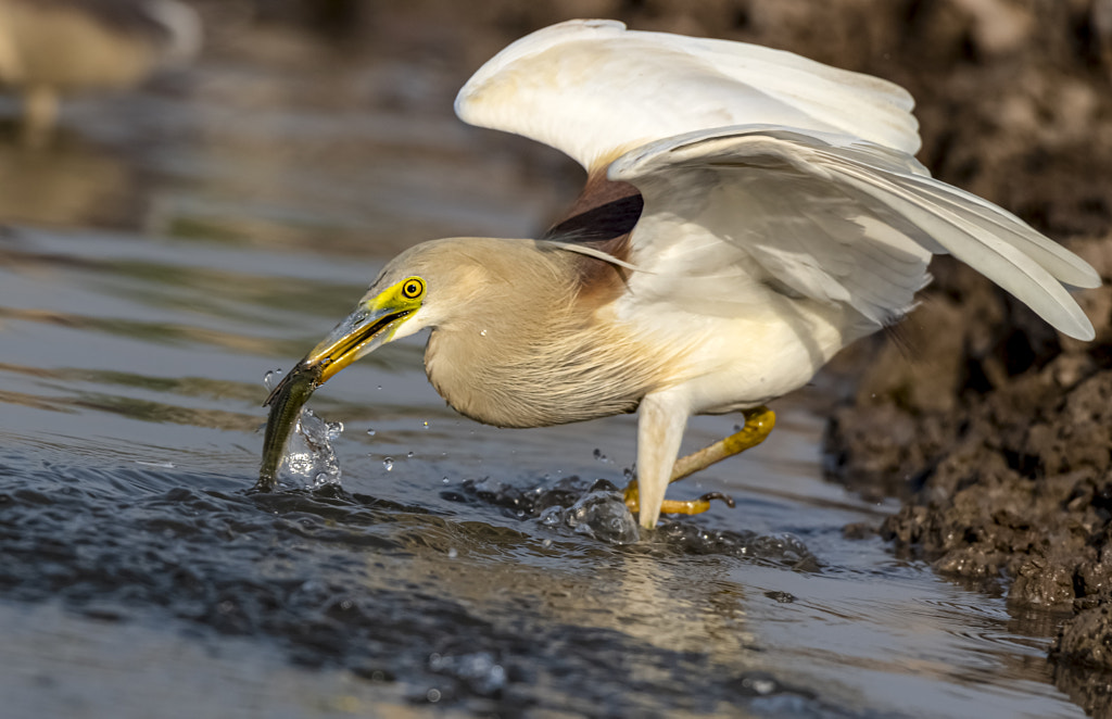 Indian pond heron with preyed fish by Tariq Hameed Sulemani / 500px