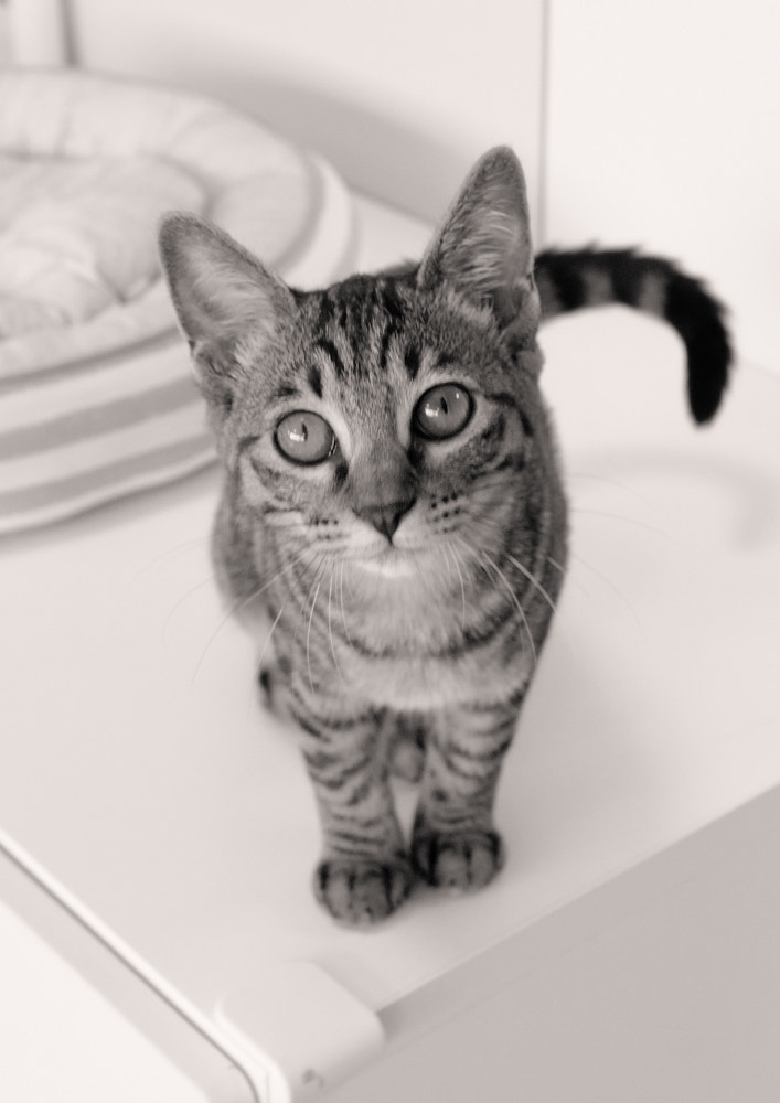 cat by Tarou Noraneko / 500px