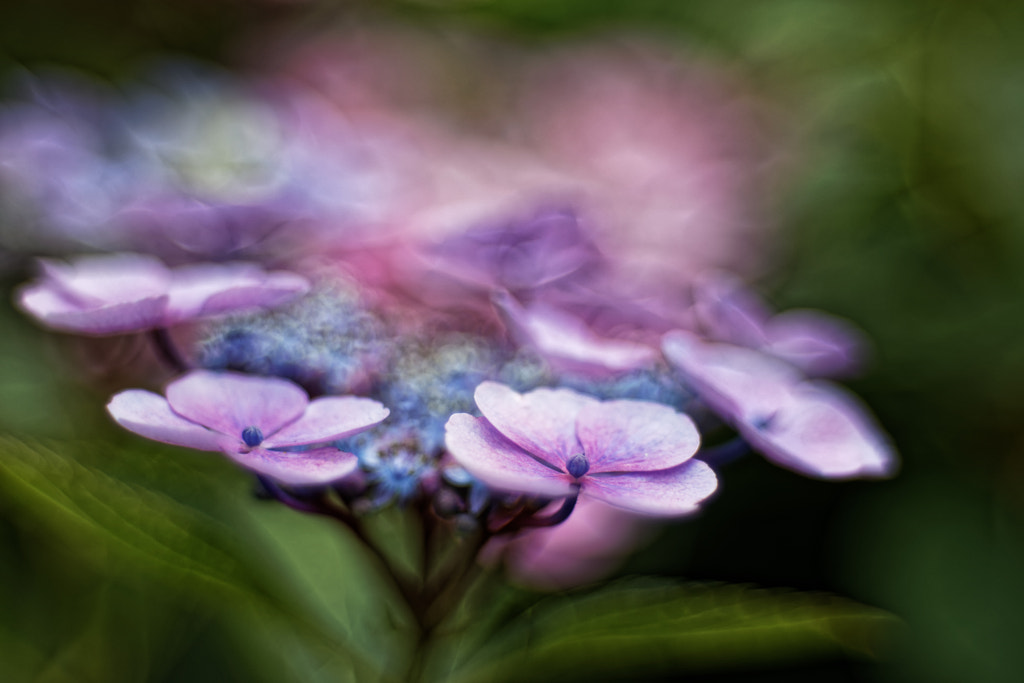 Plate hydrangea / Tellerhortensie by Jürgen Daum / 500px