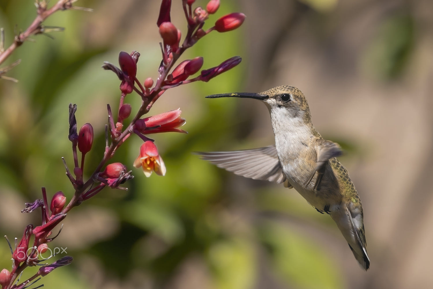 Black-chinned Hummingbird by Frank Dobrushken / 500px