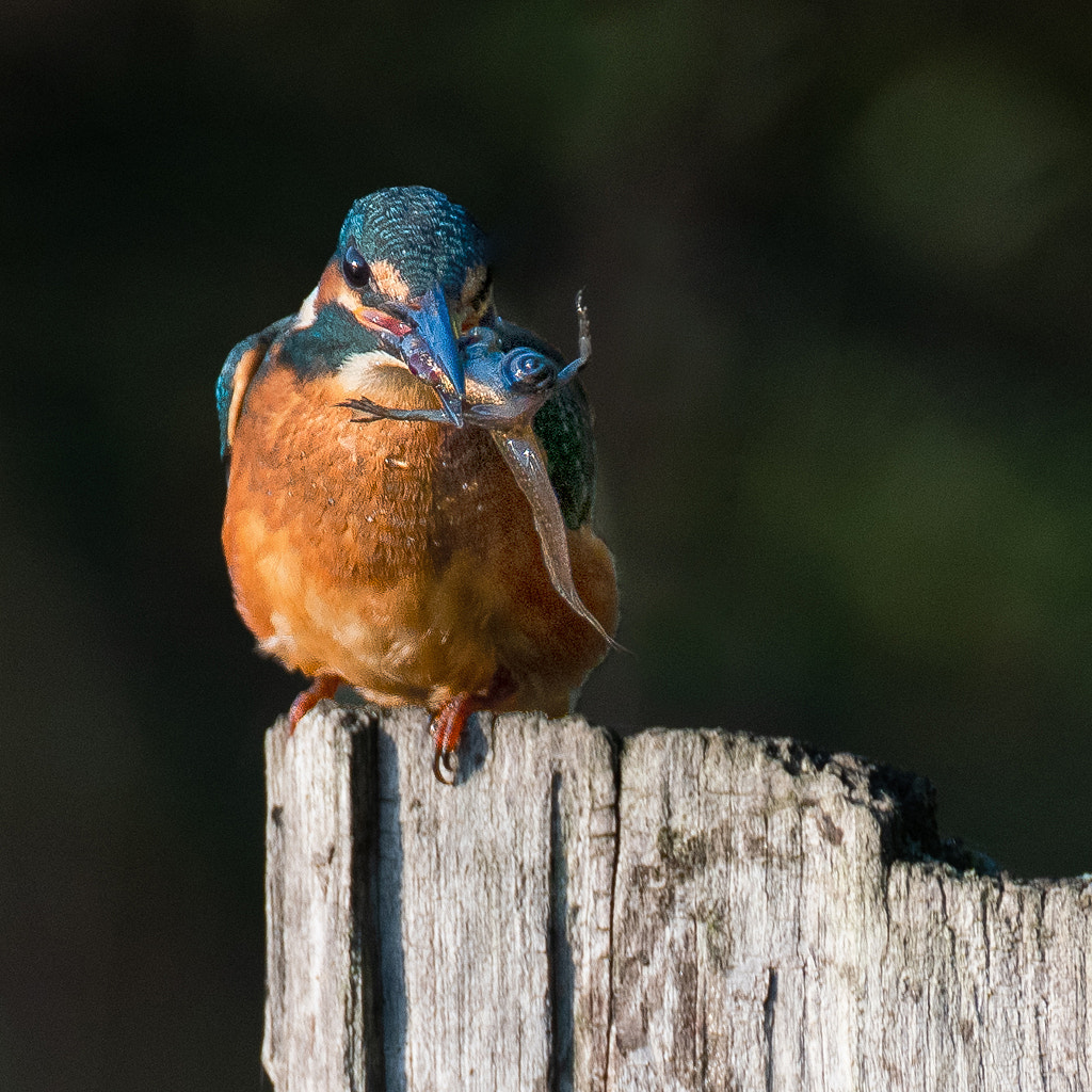 Close-up of bird perching on wooden post by Werner Lippert / 500px