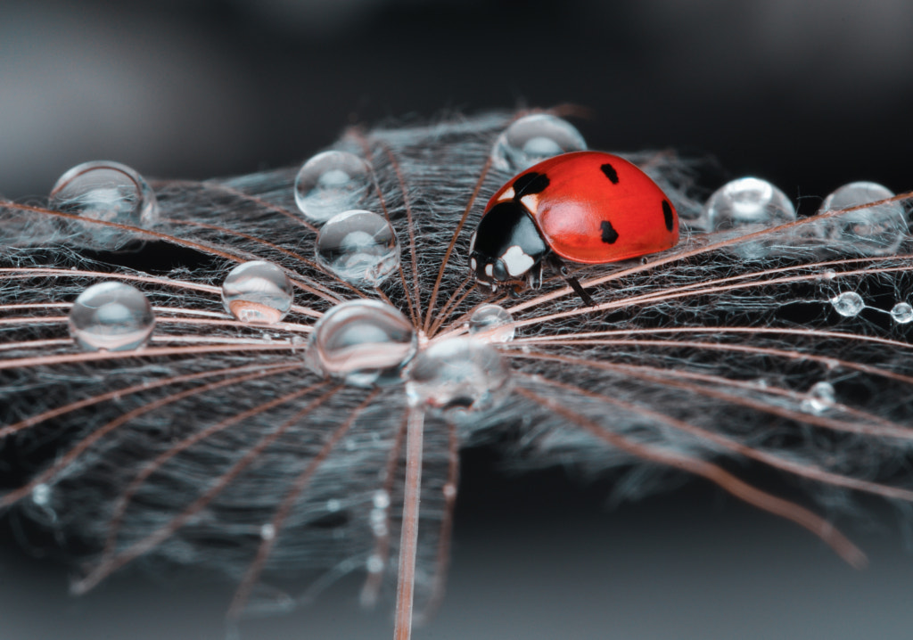 Ladybug by Tsvetan Ganev-CECLII / 500px