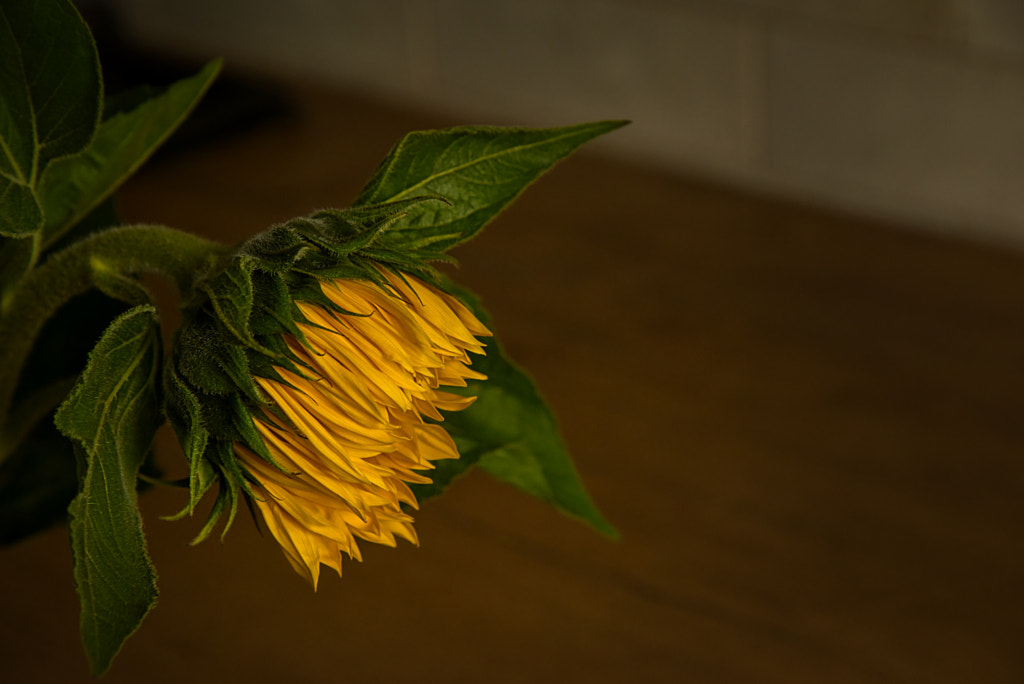 Sunflower close-up by Maciej Preus / 500px Sunflower close-up by Maciej Preus / 500px