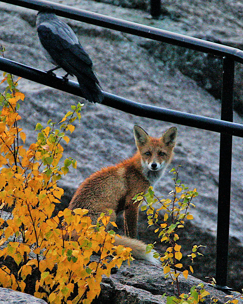 Red fox (Vulpes vulpes) by Timo Höykinpuro / 500px