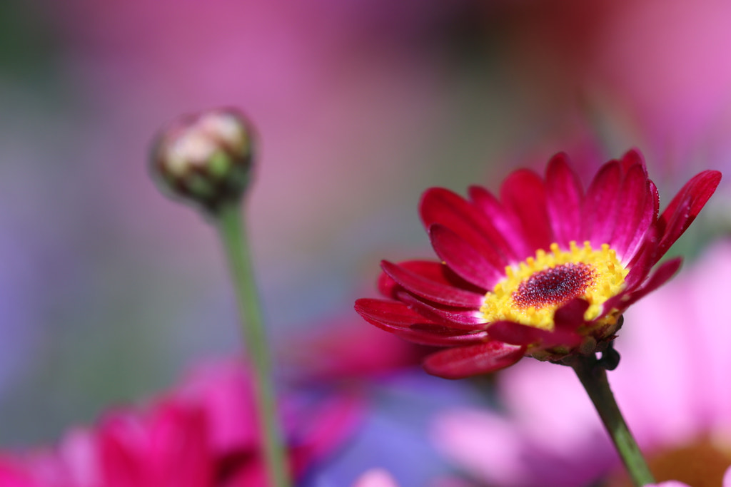 O 2 B a B by Phillip Pendleton / 500px