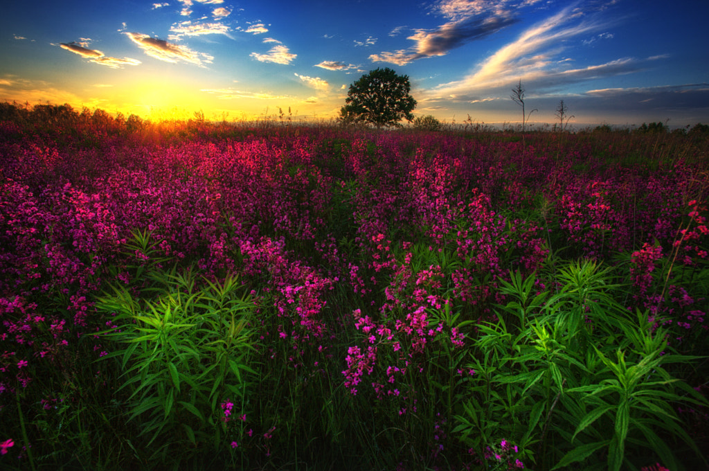 Wildflowers by Alexander Sinitsky / 500px