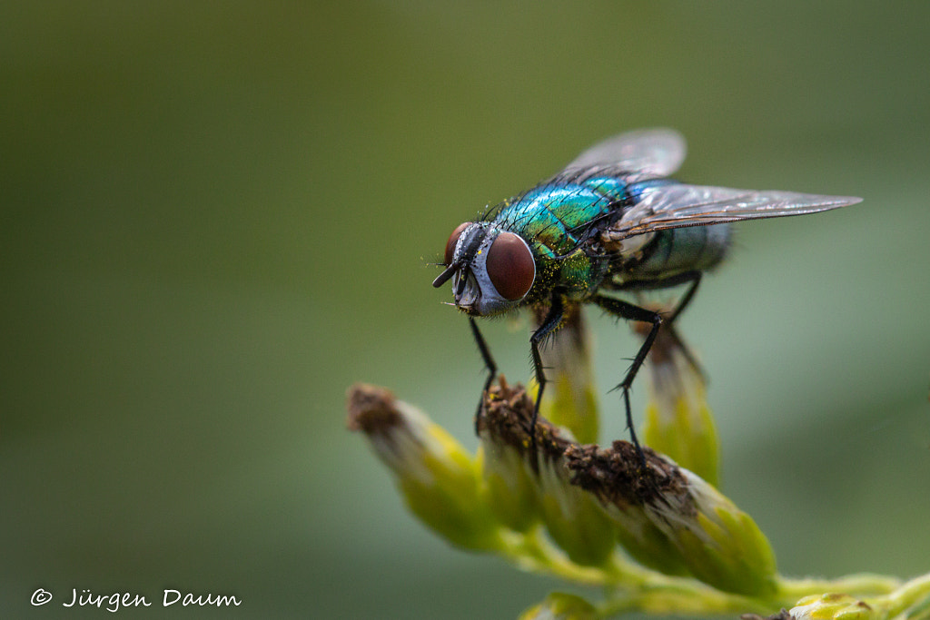 Fly / Fliege by Jürgen Daum / 500px