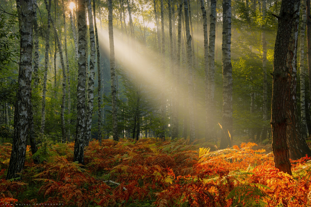 Autumn flowers, bloom in the silence of the forest. by Adam Wajner / 500px