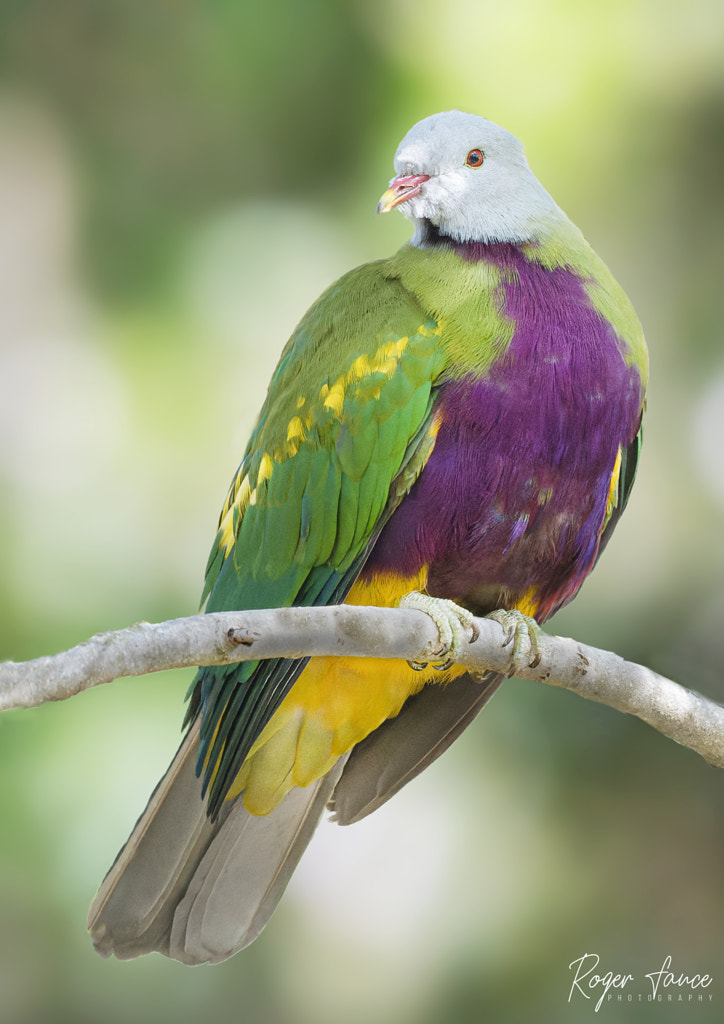 Wompoo Fruit Dove by Roger Fance / 500px