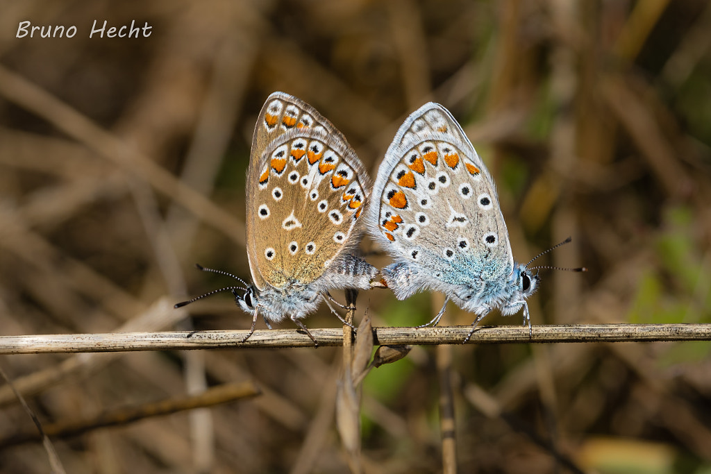 mating by Bruno Hecht / 500px