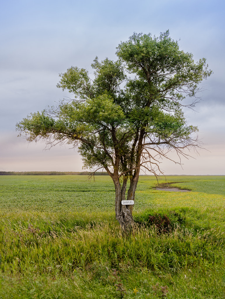 Prairie Tree by Gerry Legere / 500px